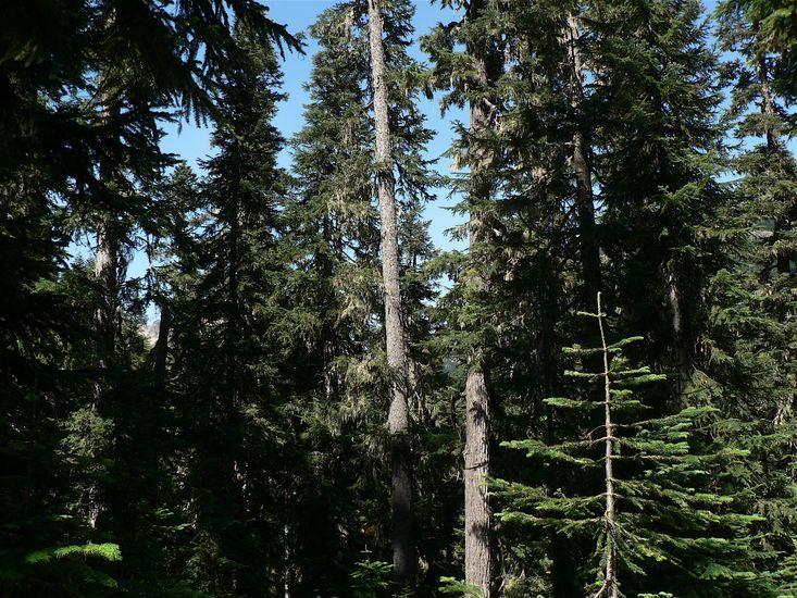 Abies Grandis - Grand Fir | Urban Garden Ecology