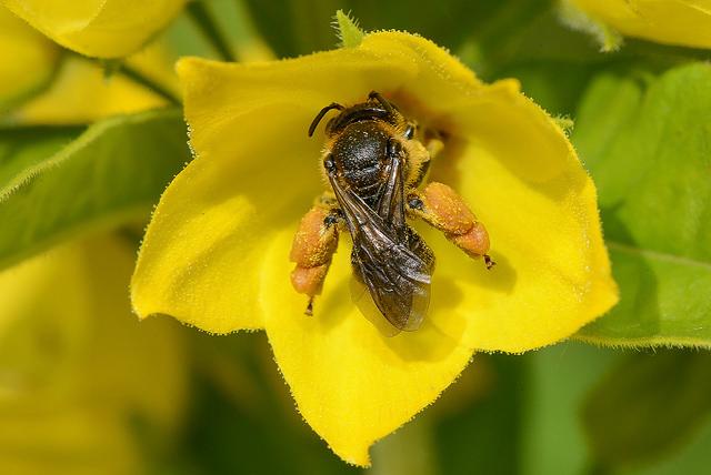Oil-collecting Bees | Urban Garden Ecology