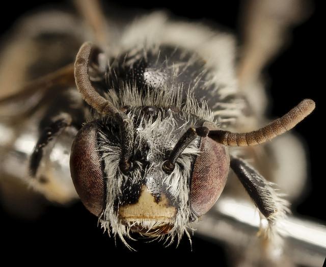 Two-celled Fuzzy Bees | Urban Garden Ecology