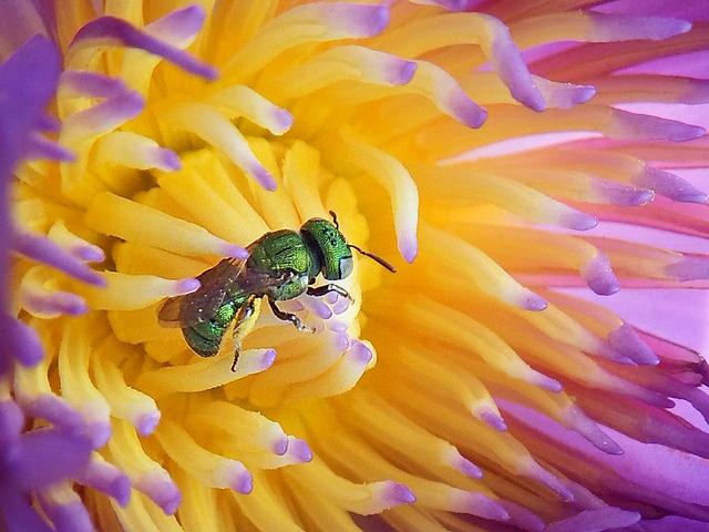 Micro-Carpenter Bees | Urban Garden Ecology