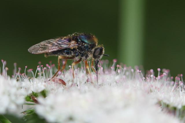 Beeflies (Acroceridae) | Urban Garden Ecology