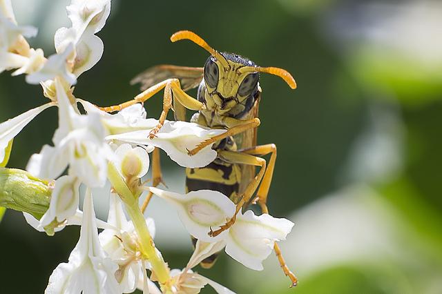 Non-Bee Pollinators | Urban Garden Ecology