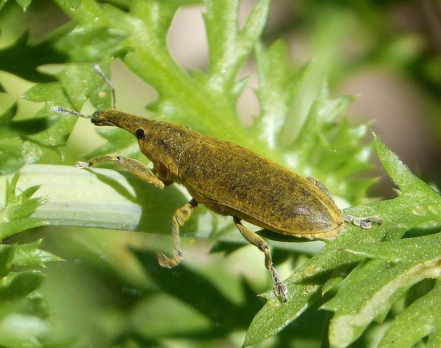 Seed-weevils and regular weevils | Urban Garden Ecology