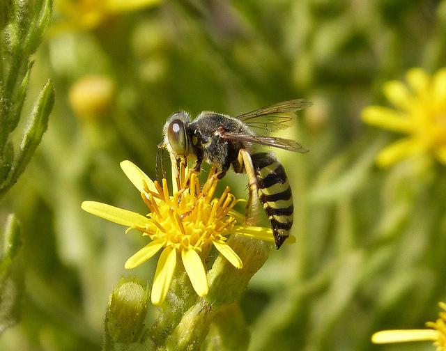 Bee-hawks, Bee-falcons | Urban Garden Ecology