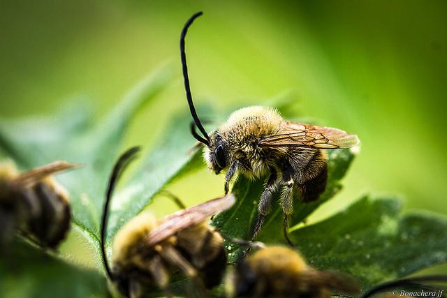 Long-horned Bees | Urban Garden Ecology