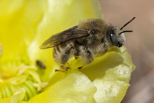 Turret-building fuzzy bees | Urban Garden Ecology