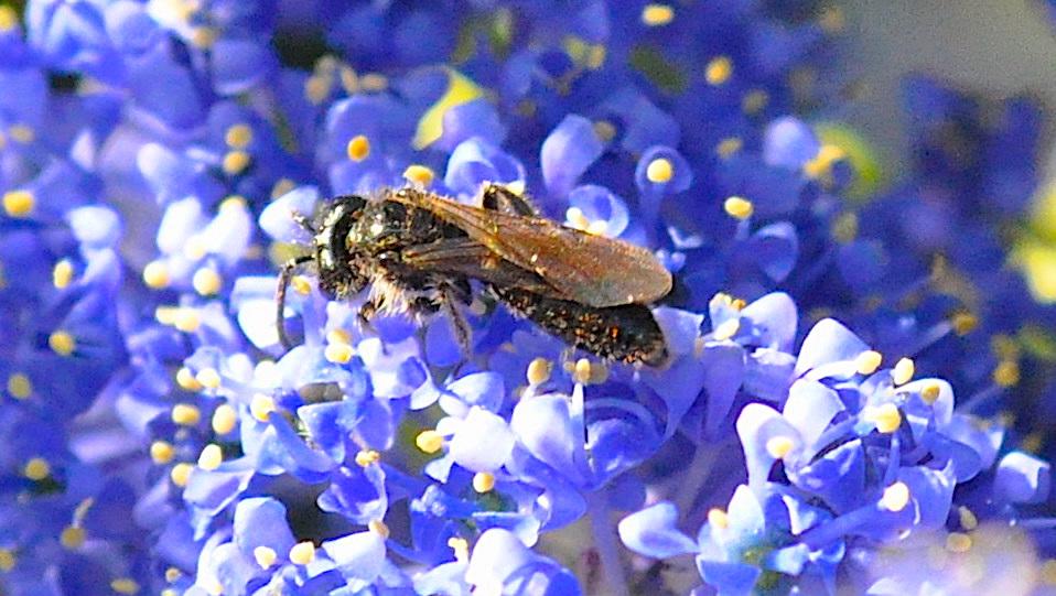 Shiny black Panurgine Bees | Urban Garden Ecology