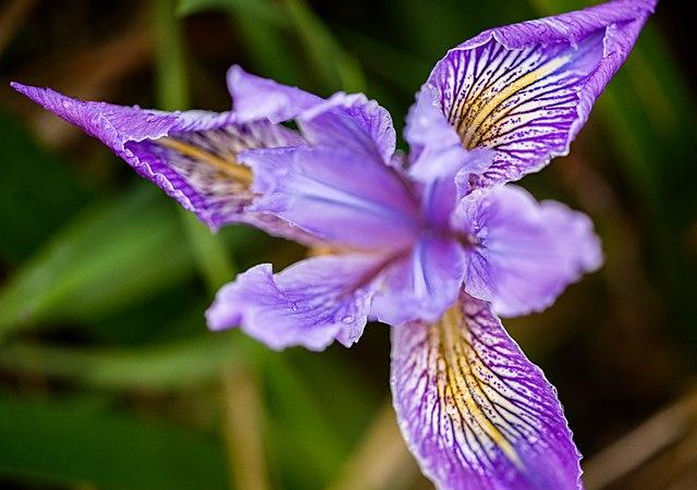 Iris Tenax - Oregon Iris | Urban Garden Ecology