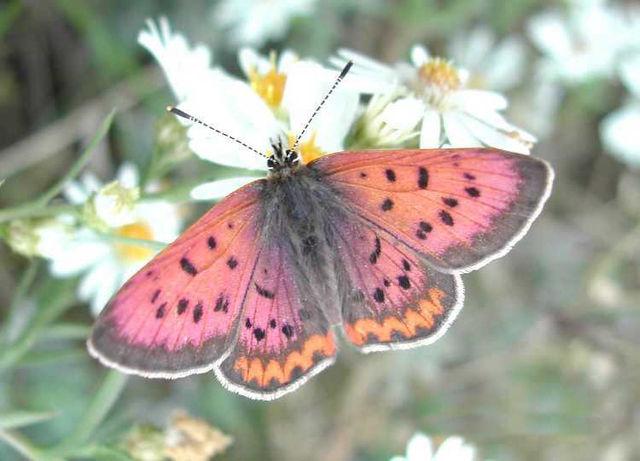Lycaena Helloides - Purplish Copper | Urban Garden Ecology
