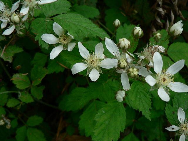 Rubus Ursinus - Trailing Blackberry | Urban Garden Ecology