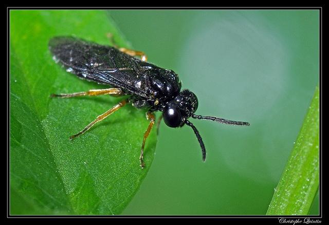 Primitive Wasps (sawflies) | Urban Garden Ecology