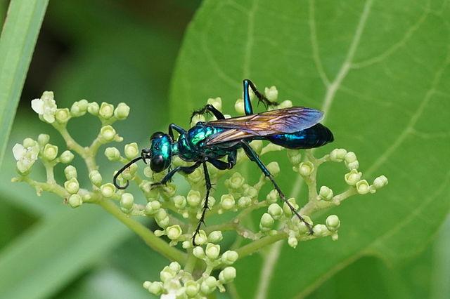 Parasitic solitary wasps | Urban Garden Ecology