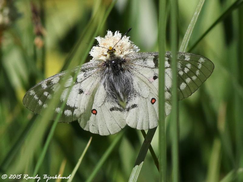 Parnassius Clodius - Clodius Parnassian | Urban Garden Ecology