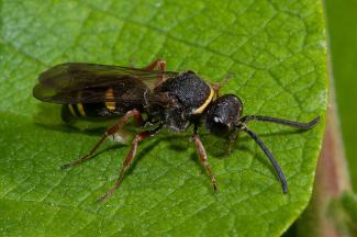 Solitary wasps (Sphecidae: Nysson, Stizoides) | Urban Garden Ecology