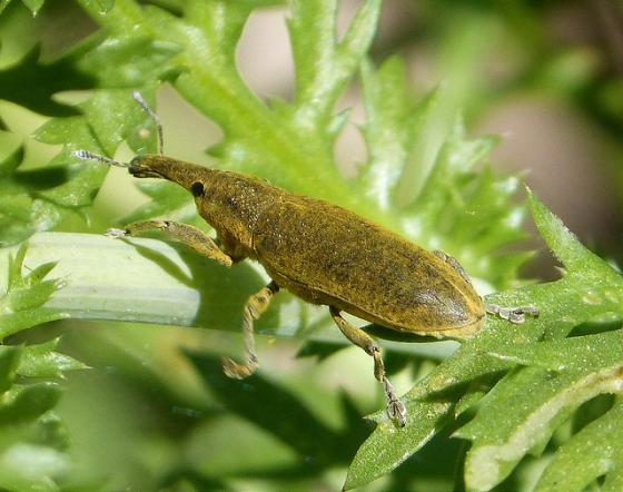 Seed-weevils and regular weevils | Urban Garden Ecology