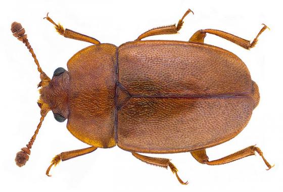 Sap-feeding beetles | Urban Garden Ecology