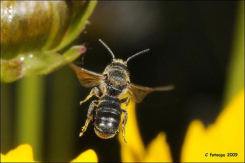 Pre-existing Cavity-Nesting Bees | Urban Garden Ecology