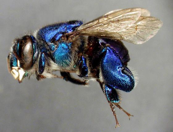 Orchid Bees | Urban Garden Ecology