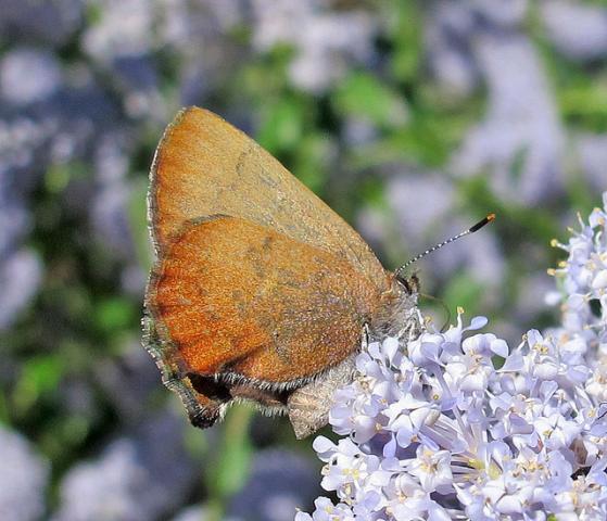 Callophrys Augustinus - Brown Elfin | Urban Garden Ecology
